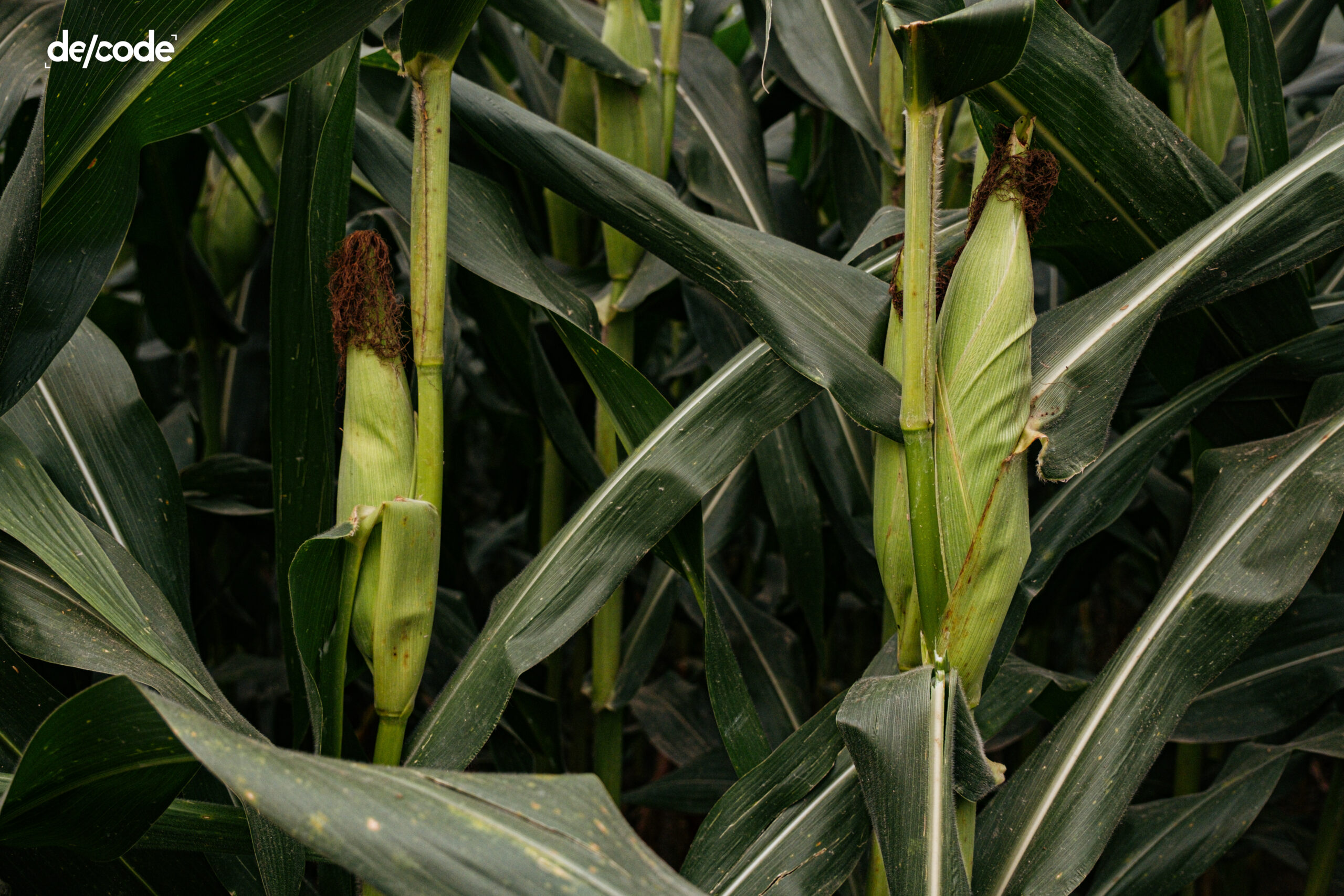 Madre Brava ปักธงลดการผลิตเนื้อสัตว์ ลดฝุ่น PM2.5 ตัดไฟแต่ต้นลมด้วย ...