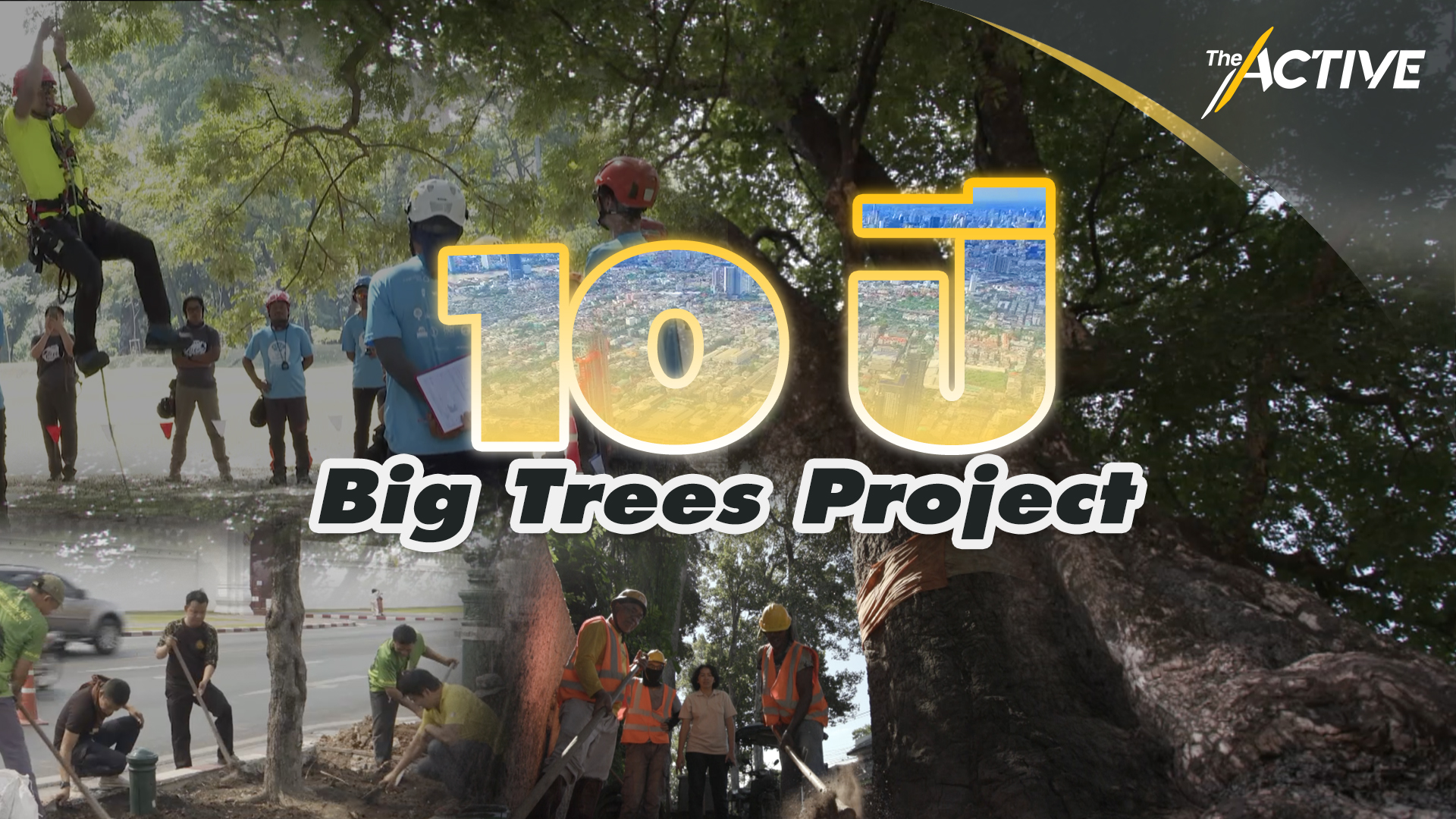 10 ปี Big Trees Project | The Active