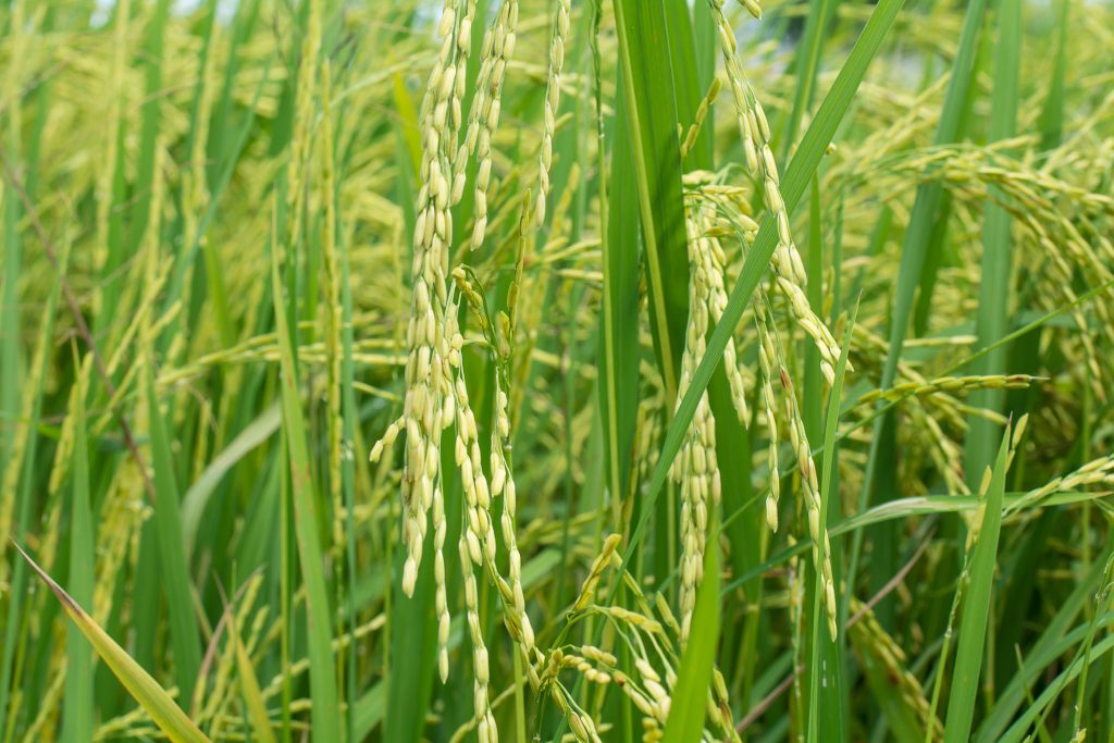พลิกโฉมนาข้าวไทย! ปลูกข้าวแบบ SRP ลดก๊าซเรือนกระจกได้ 70% พิสูจน์แล้ว ...