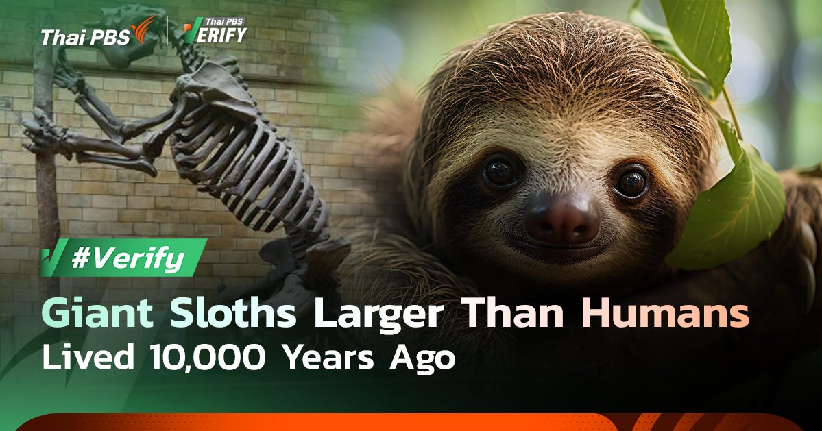 Verified: Giant Sloths Larger Than Humans Lived 10,000 Years Ago - Thai PBS Verify