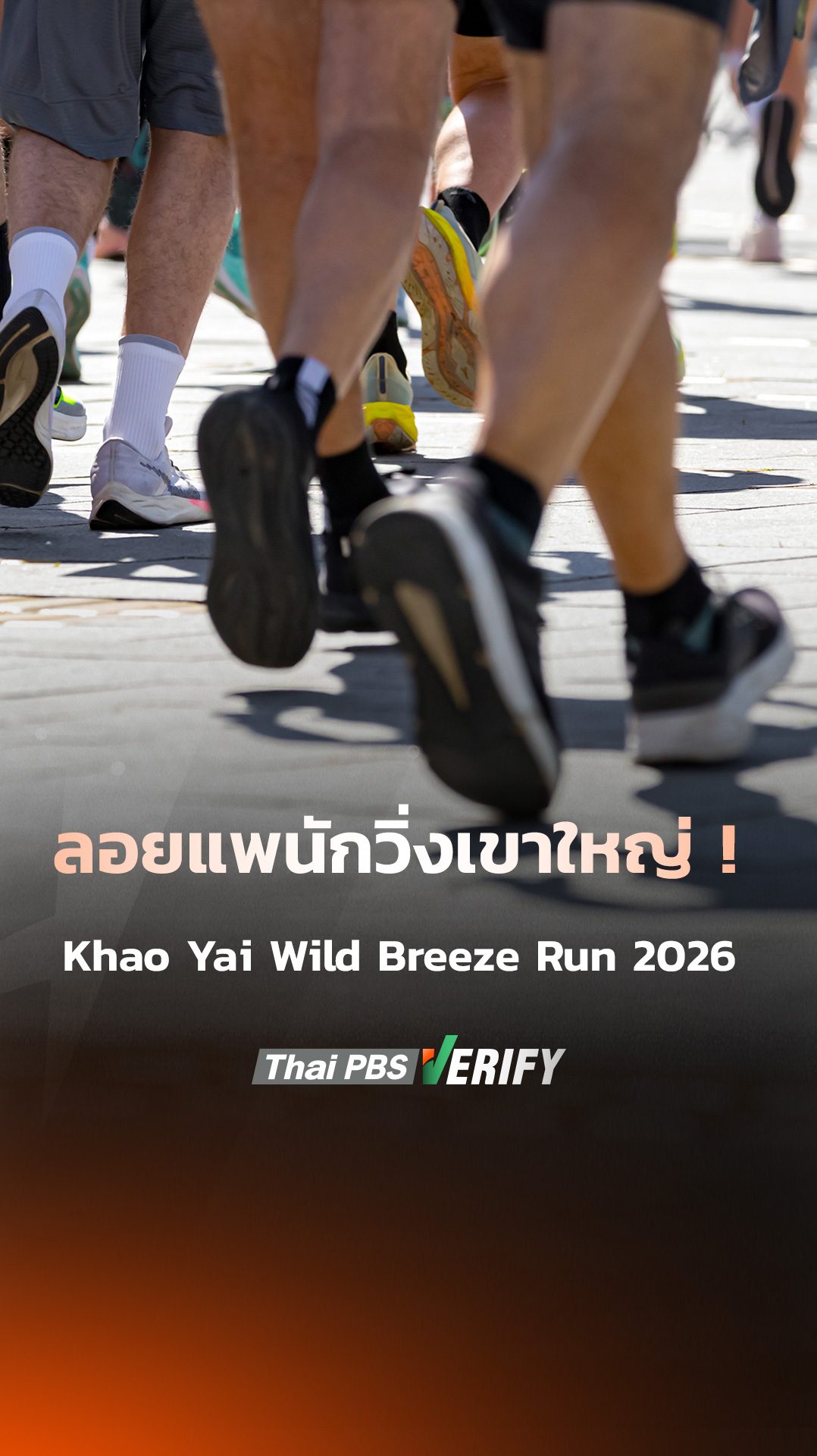ลอยแพนักวิ่งเขาใหญ่ ! Khao Yai Wild Breeze Run 2026 - Thai PBS Verify